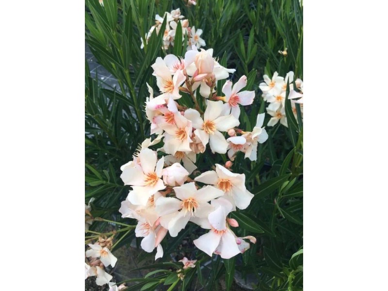 Nerium oleander `Angiolo Pucci` - Oleandro acquista da OBI