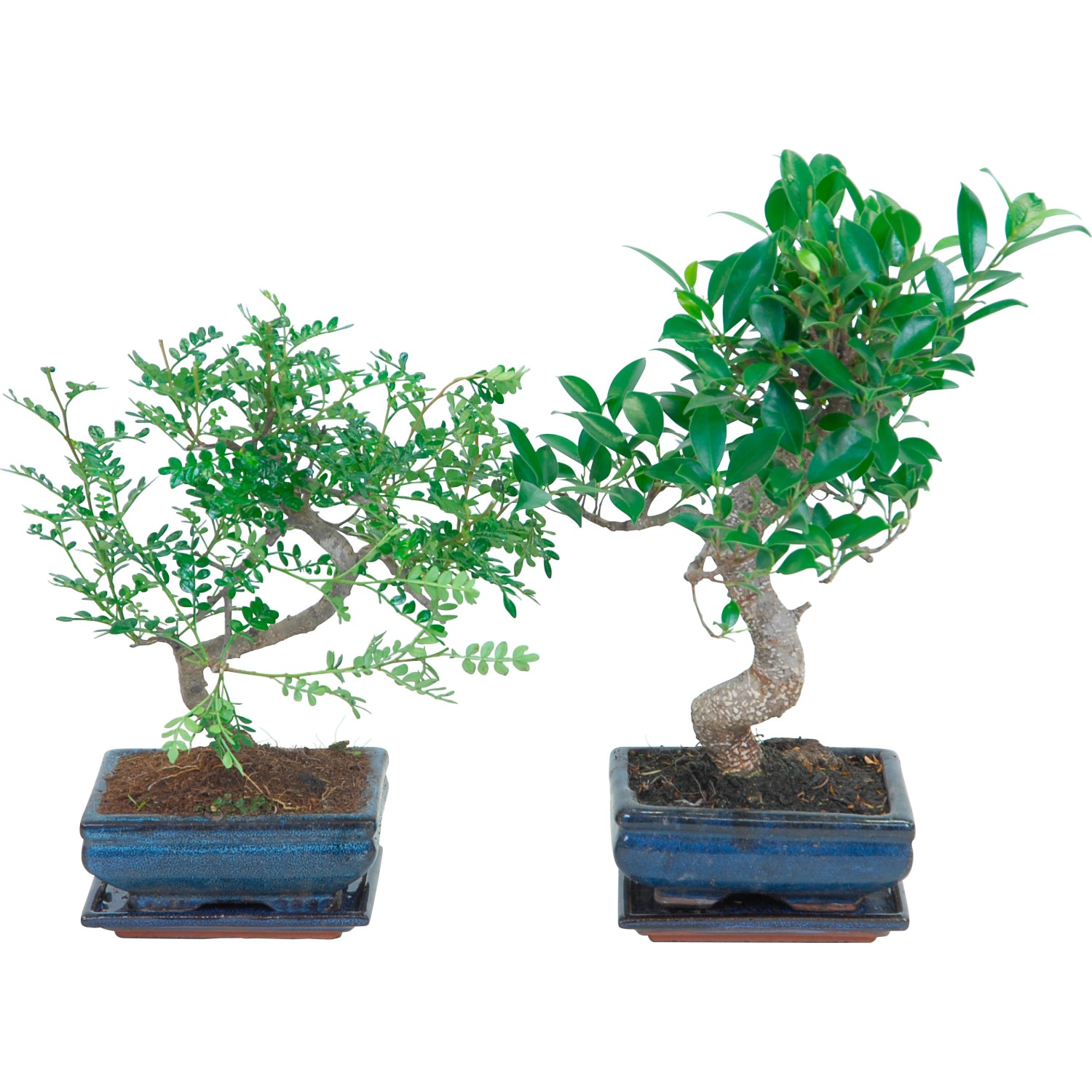 Bonsai con sottovaso Ø 16 cm acquista da OBI