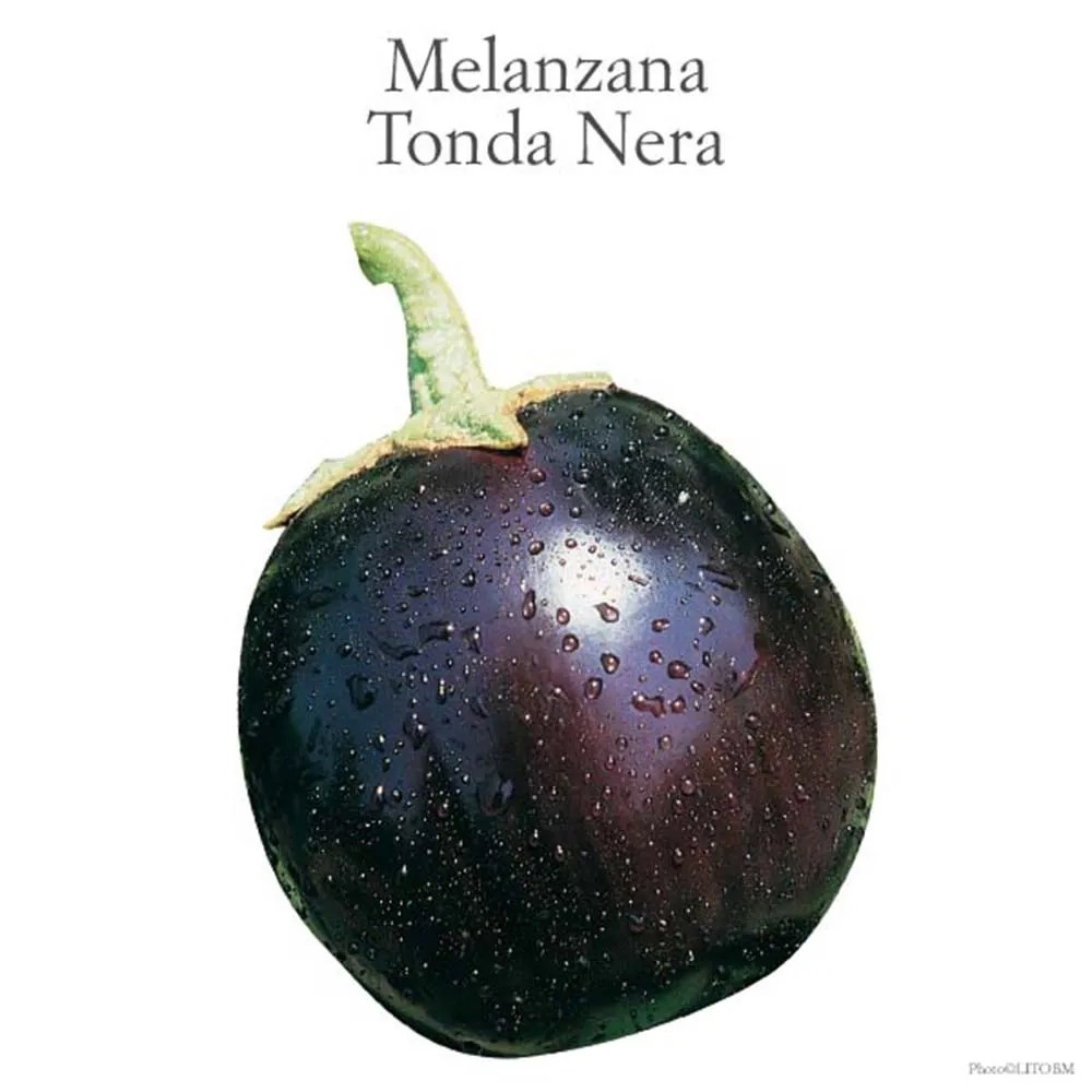 Melanzana tonda nera Macarena vaschetta 4 pz acquista da OBI