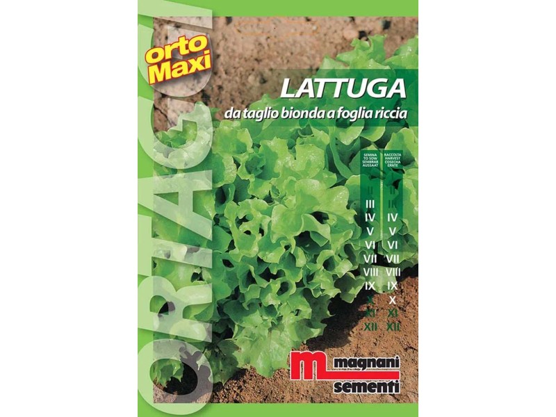 Semi orto maxi Lattuga bionda riccia acquista da OBI