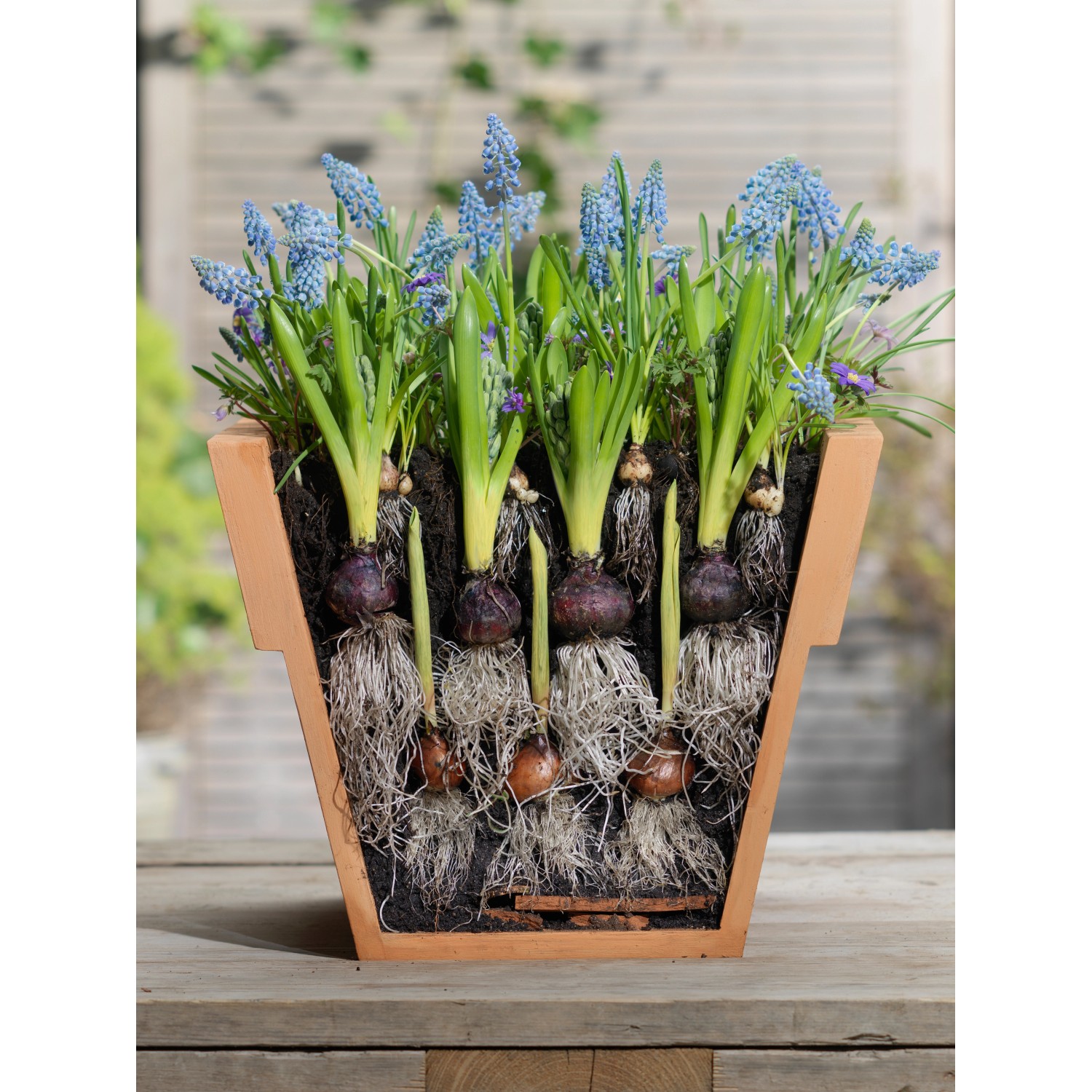 Bulbi piante a fioritura primaverile mix blu 15 pz acquista da OBI