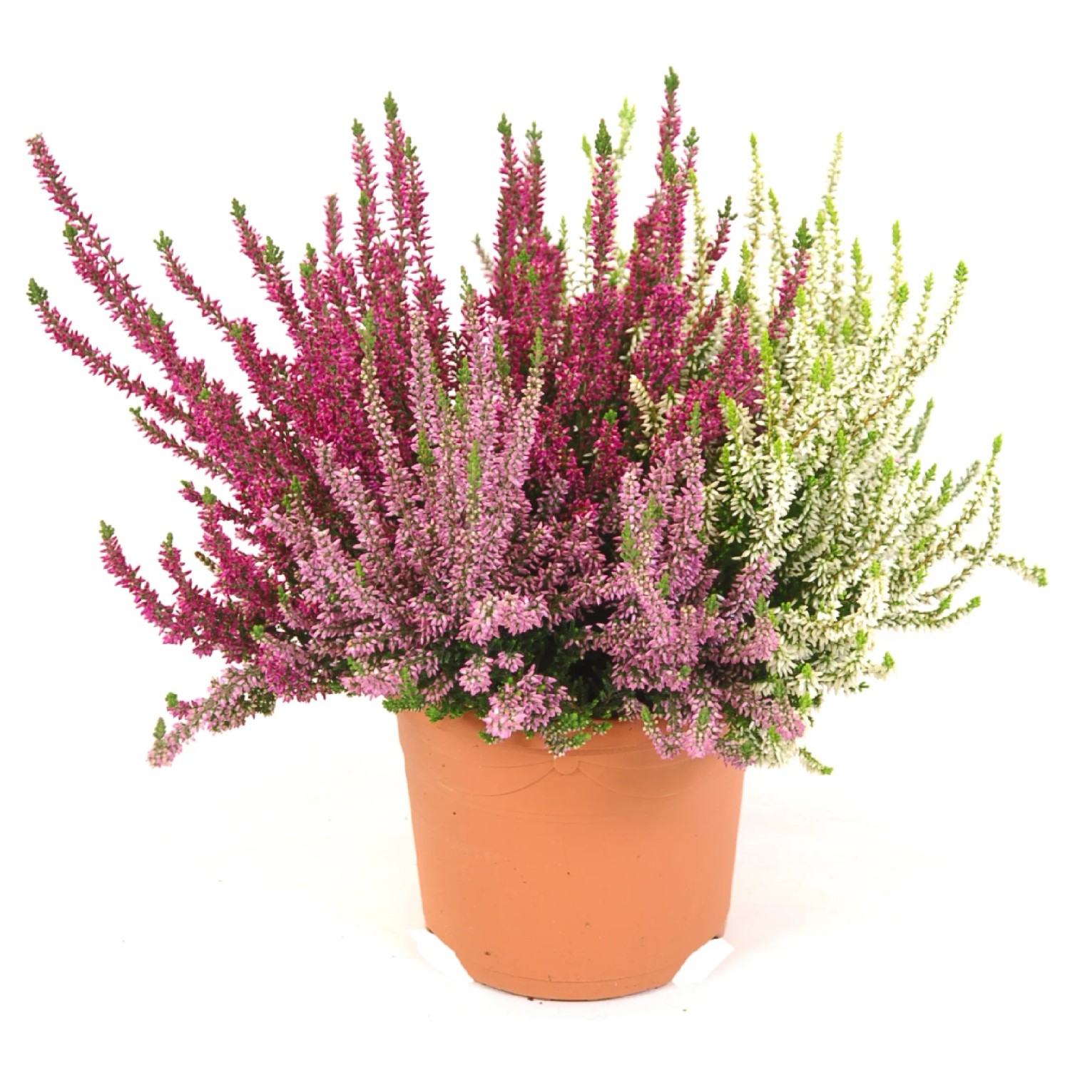 Erica Calluna vulgaris Beauty ladies Twins acquista da OBI