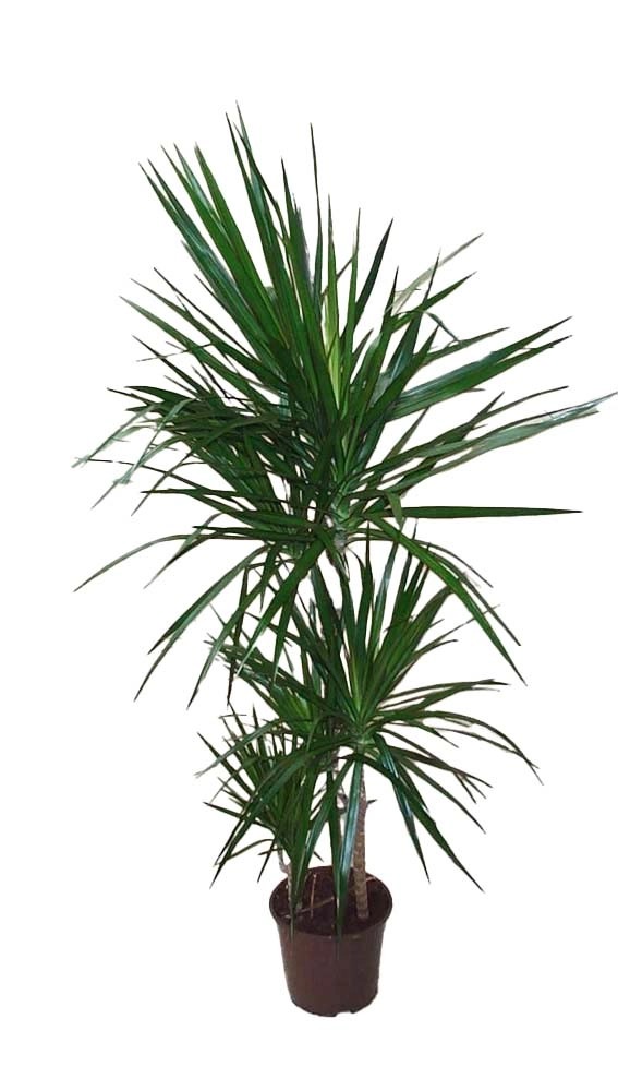 Dracaena Marginata 3 piante vaso 27 cm acquista da OBI