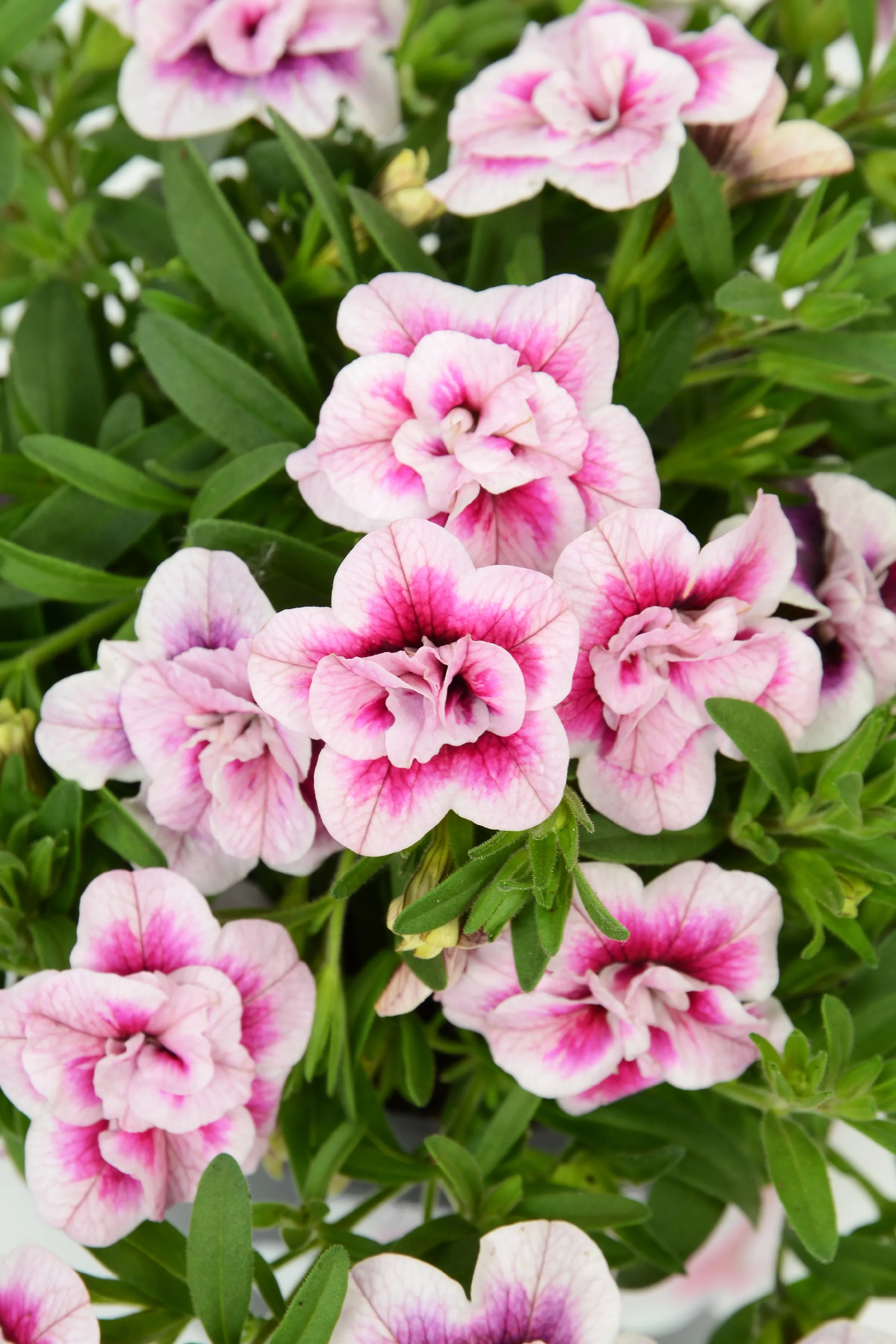Calibrachoa Double Pink Tastic vaso Ø 12 cm H20 cm | OBI
