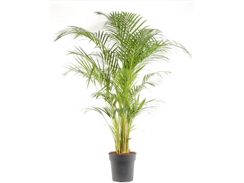 Palma H 110/120 cm vaso Ø 24 cm | OBI