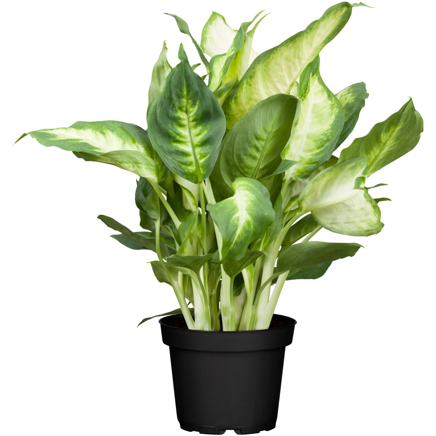Dieffenbachia "Camilla" Ø 17 cm acquista da OBI