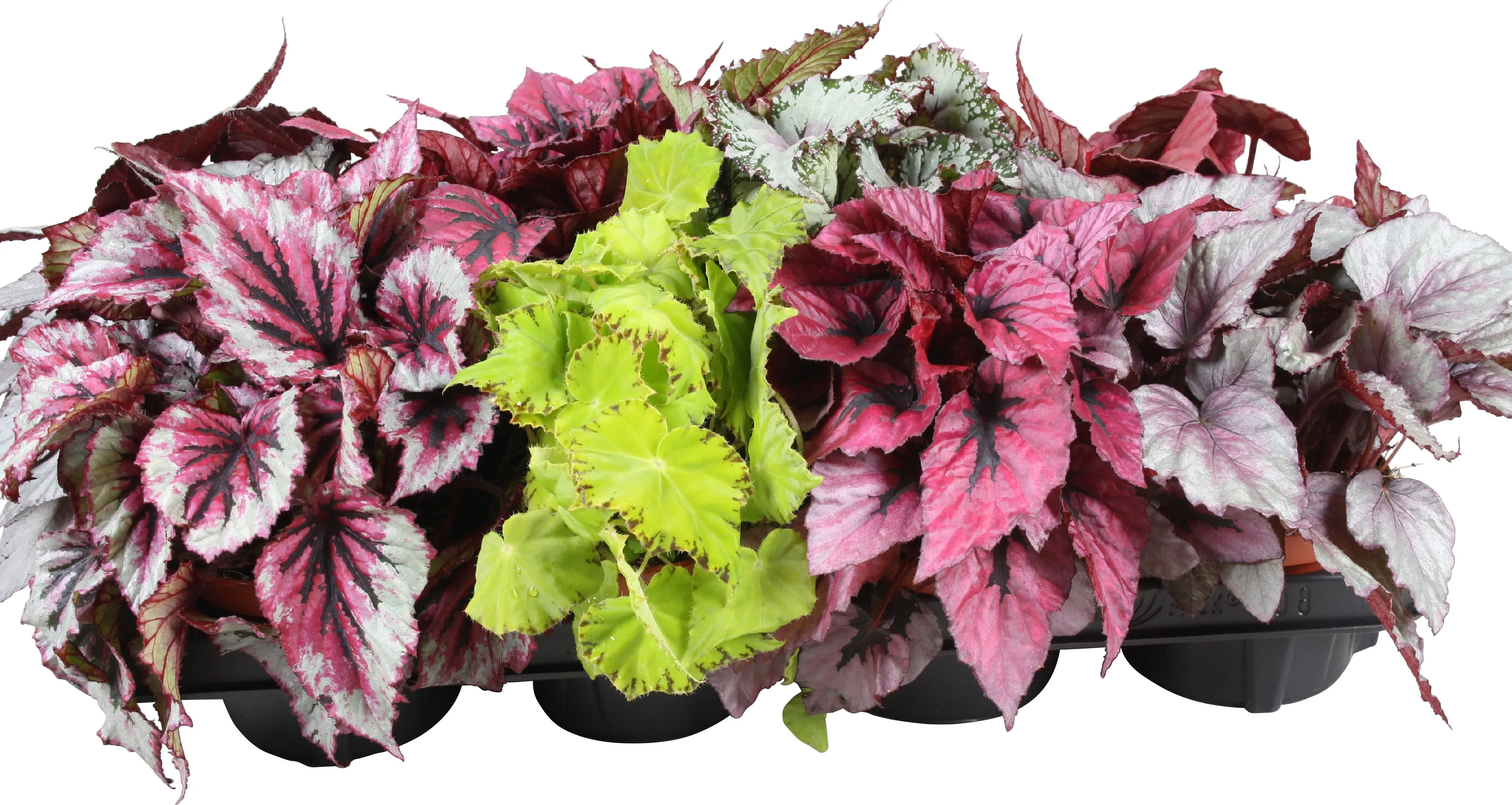 Begonia rex Beleaf mix vaso Ø 12 cm | OBI