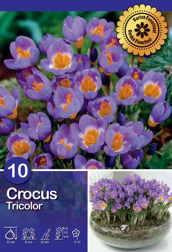 Crocus Tricolor 10 pz acquista da OBI